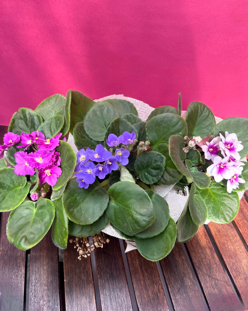 Dulce Violeta – Planta Viva