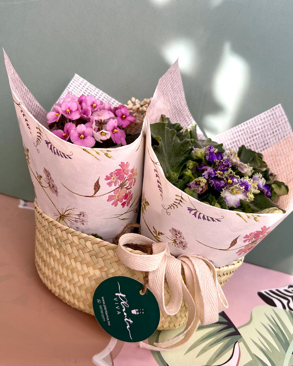 Violetas Cotton Candy – Planta Viva